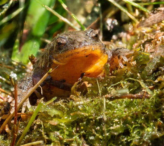 Threatened frogs spotted in WA’s Blackwood River NP - Great Walks