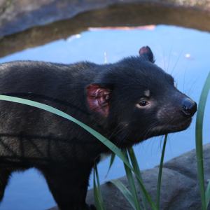 Tasmanian devil becomes state emblem - Great Walks