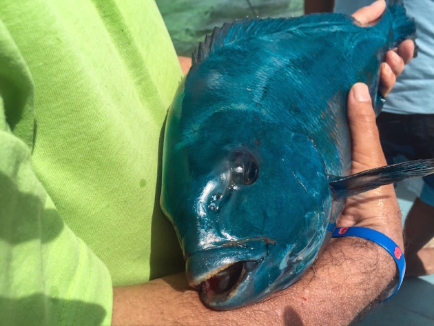 Monster bluefish in paradise - Fishing World