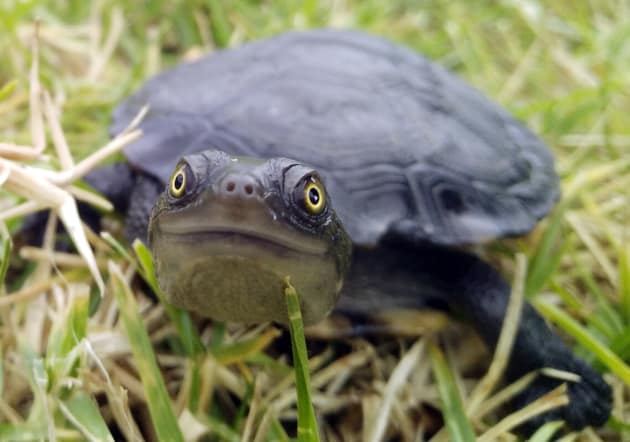 Help save Murray River turtles! - Great Walks