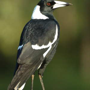 It's magpie breeding season so watch out! - Great Walks