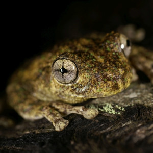 Lamington NP shines in O'Reilly's photo comp - Great Walks