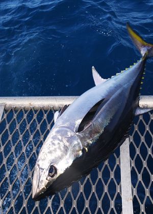 Scientists breed bluefin in captivity - Fishing World
