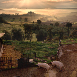 January 'Farm' Photo Comp: Best of the Best - Australian Photography
