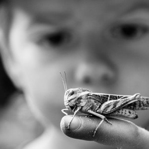 Insects Photo Comp: Winner and Shortlist Announced - Australian Photography