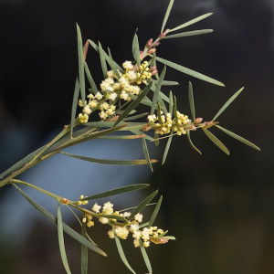 New type of wattle for Victoria - Great Walks