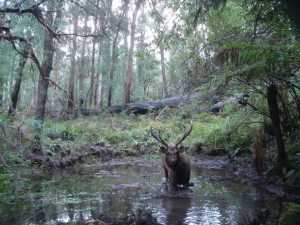 Yellingbo Nature Reserve