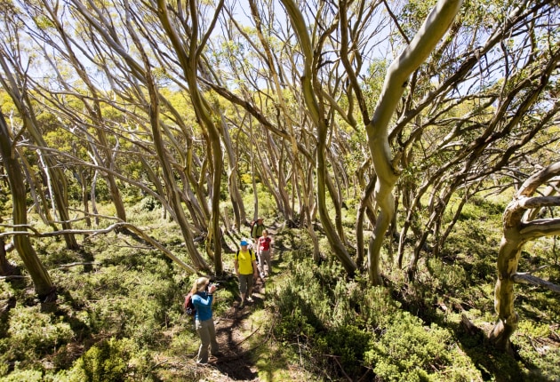 Walk of the week: Great Walhalla Alpine Trail - Great Walks