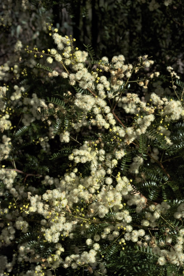 Go for a bushwalk for National Wattle Day - Great Walks