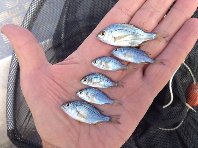 Good news for black bream in the Coorong - Great Walks