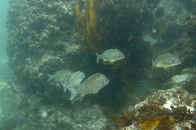 Breakwall bream - Fishing World