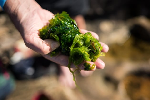 Rock Fishing: New tricks for luderick - Fishing World