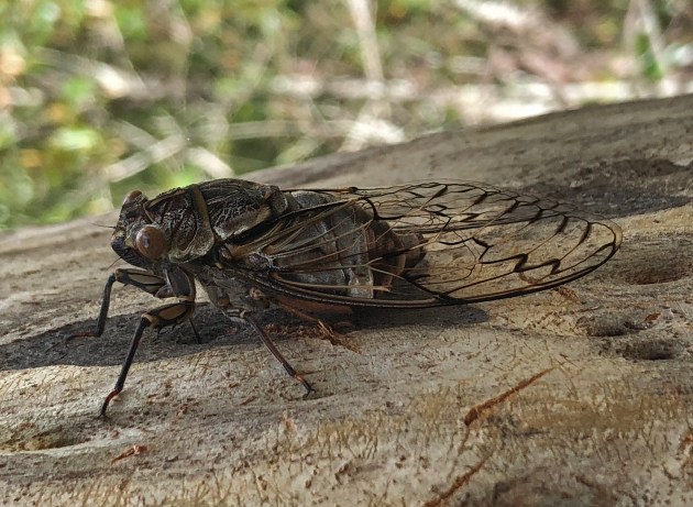 Detailed cicada photo takes out May comp - Great Walks