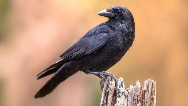 Swedish crows trained to pick up cigarette butts! - Great Walks