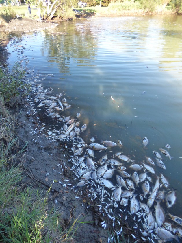 Beachmere fish kill report released - Fishing World