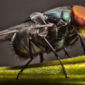 Insects Photo Comp: Winner and Shortlist Announced - Australian Photography