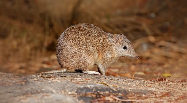 Golden bandicoots released in Sturt NP - Great Walks