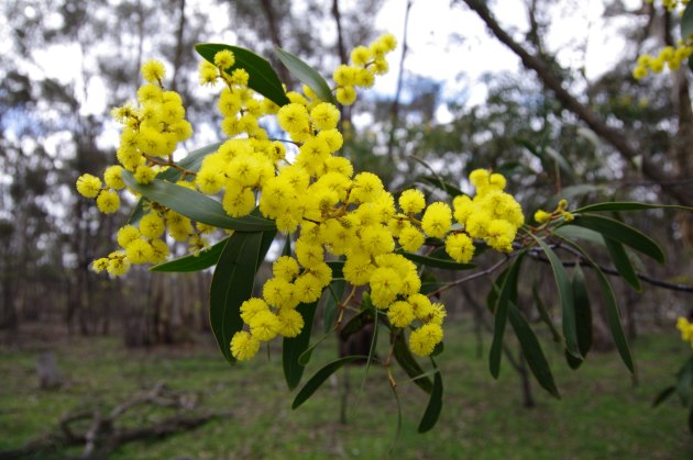 Go for a bushwalk for National Wattle Day - Great Walks