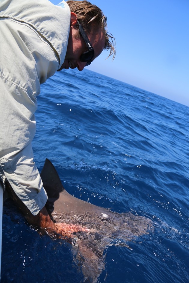 HOW-TO: Offshore Gummies - Fishing World