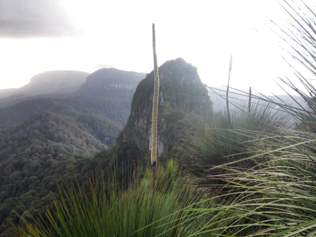 Walk of the week Cougal Hiking Trail - Great Walks