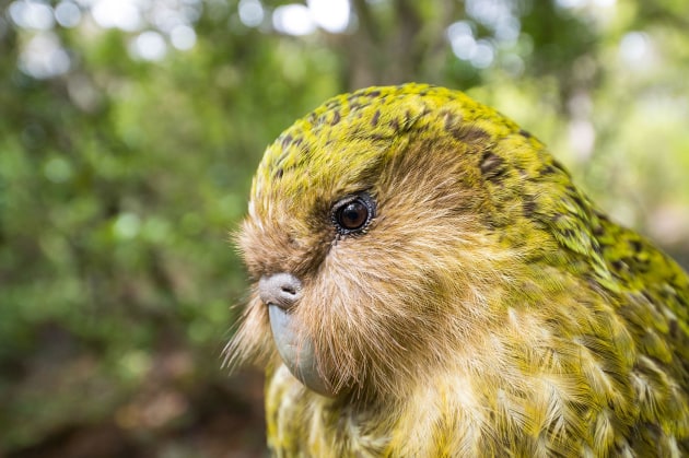 Kākāpō named NZ's bird of the year - Great Walks