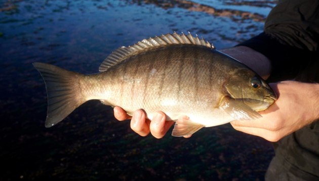 Rock Fishing: New tricks for luderick - Fishing World