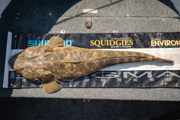 Croc Bait: How to use big lures for giant flathead - Fishing World