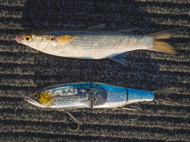 Croc Bait: How to use big lures for giant flathead - Fishing World