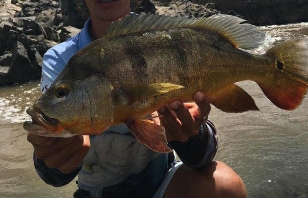 Peacock bass caught near Mackay, Queensland - Fishing World