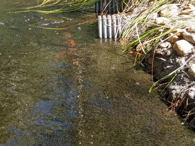 FISH FACTS: The importance of fish passage - Fishing World