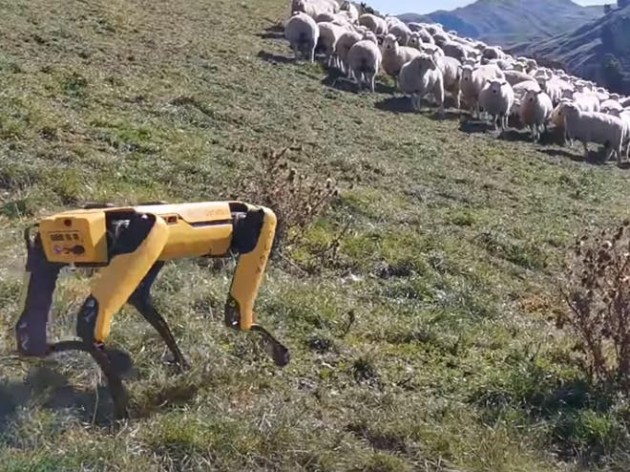 Robotic dog programmed to herd sheep - Great Walks