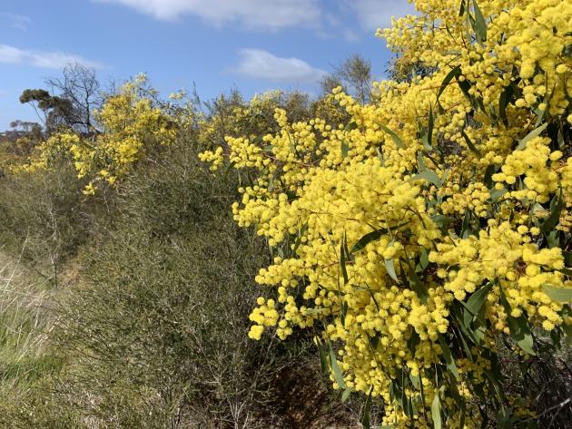 Go for a bushwalk for National Wattle Day - Great Walks