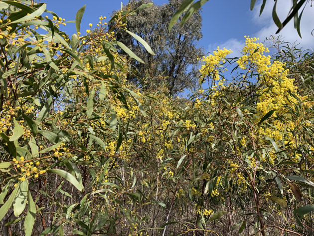 Go for a bushwalk for National Wattle Day - Great Walks