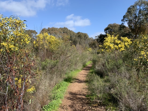 Go for a bushwalk for National Wattle Day - Great Walks