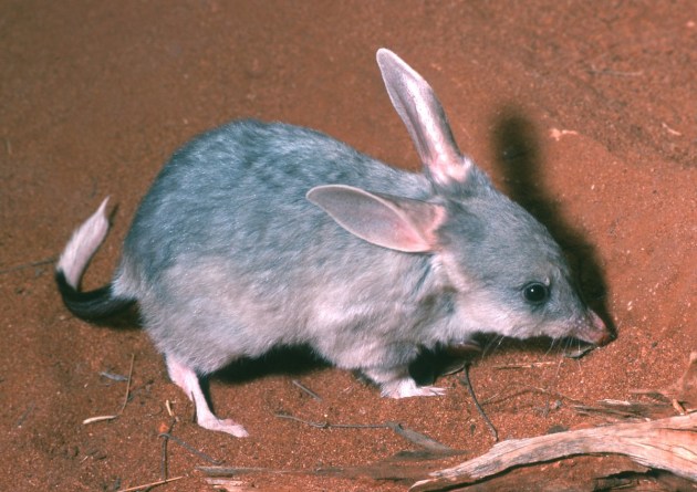 Bilbies reintroduced to Mallee Cliffs NP - Great Walks