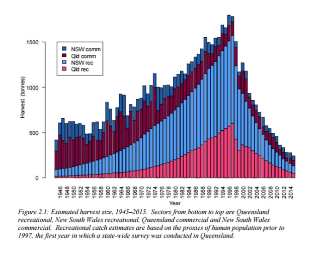 FISH FACTS: Tailor - Fishing World