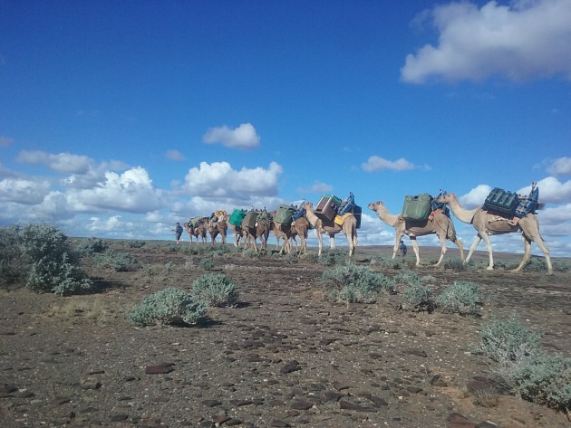 Hike with camels in the Flinders Ranges - Great Walks