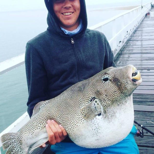 Massive toadie caught from Urangan Pier - Fishing World
