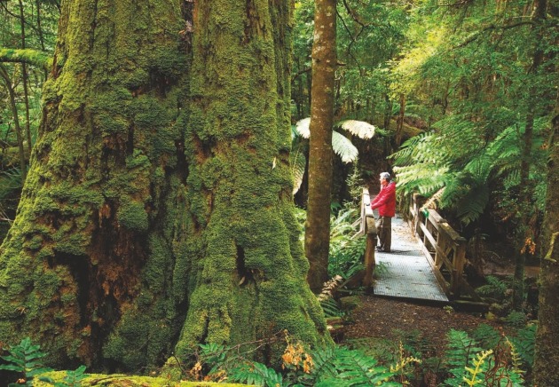 Toolangi State Forest day walk, Vic - Great Walks