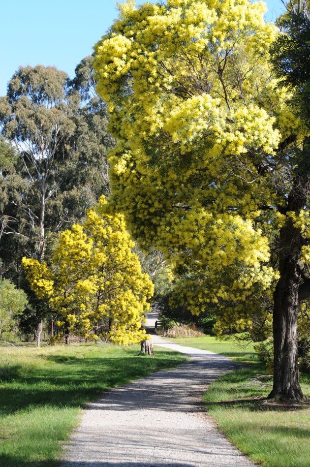 Go for a bushwalk for National Wattle Day - Great Walks