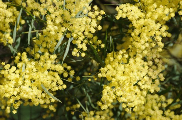 Go for a bushwalk for National Wattle Day - Great Walks