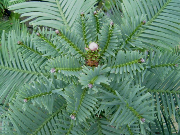 Rare wollemi pines get extra protection - Great Walks