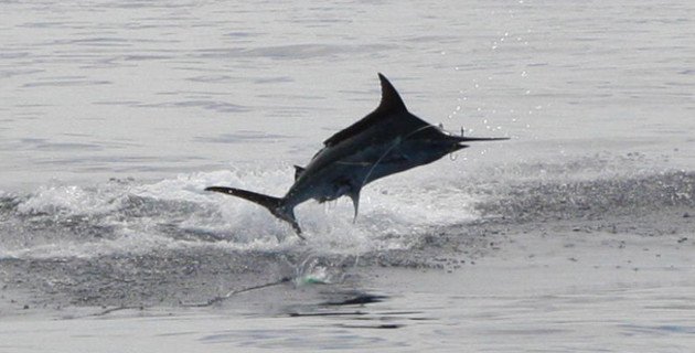 Double Hook-up on Marlin - Fishing World