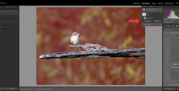 An introduction to AI editing in Adobe Lightroom - selections ...