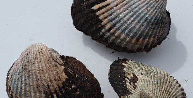 Changes to recreational cockle harvesting - Fishing World