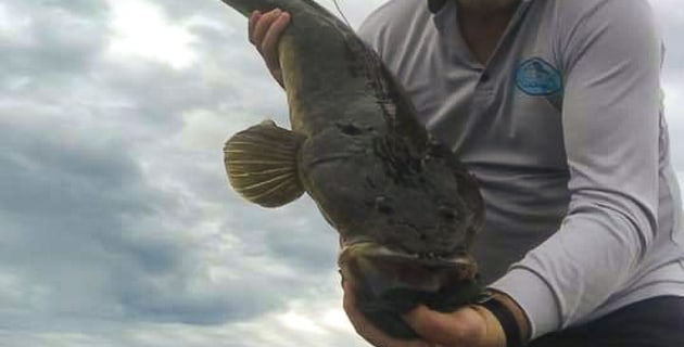 Tagged metre flathead a first for Trophy Fishery Program! - Fishing World
