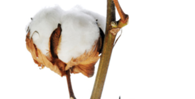 Nuts and Bolts | Cotton vs Wool - Ragtrader