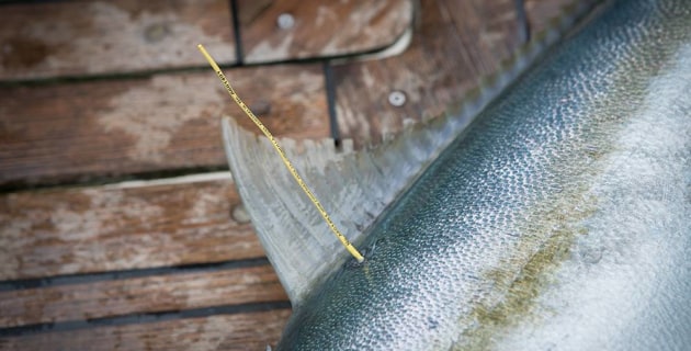 NSW DPI Fisheries: Tagging fish – what is it and how it works - Fishing ...