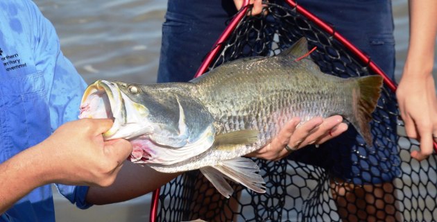 Top End Million Dollar Fish competition kicks-off! - Fishing World