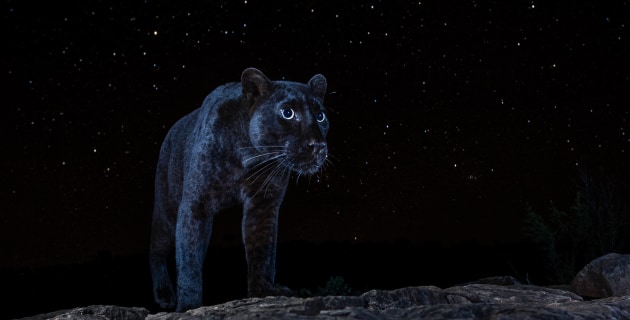 Prints of rarely seen black panther up for sale - Australian Photography